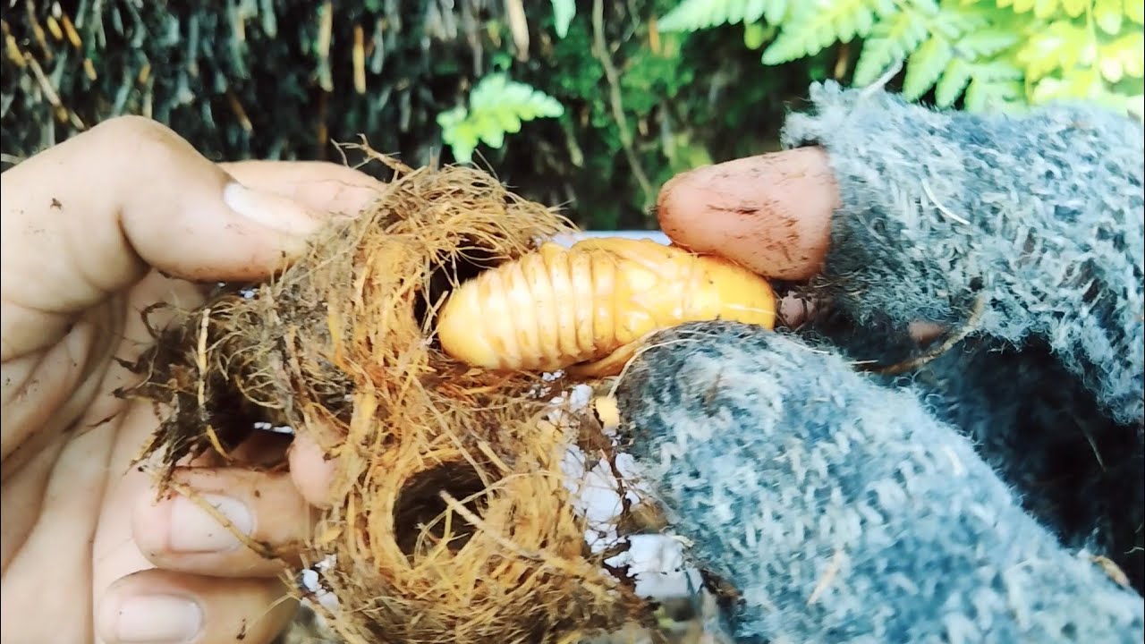 Look, I unboxed the larva pupa until it became a sago beetle on the oil ...