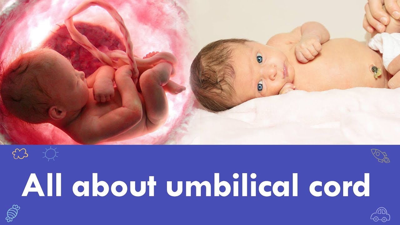 All about umbilical cord - YouTube