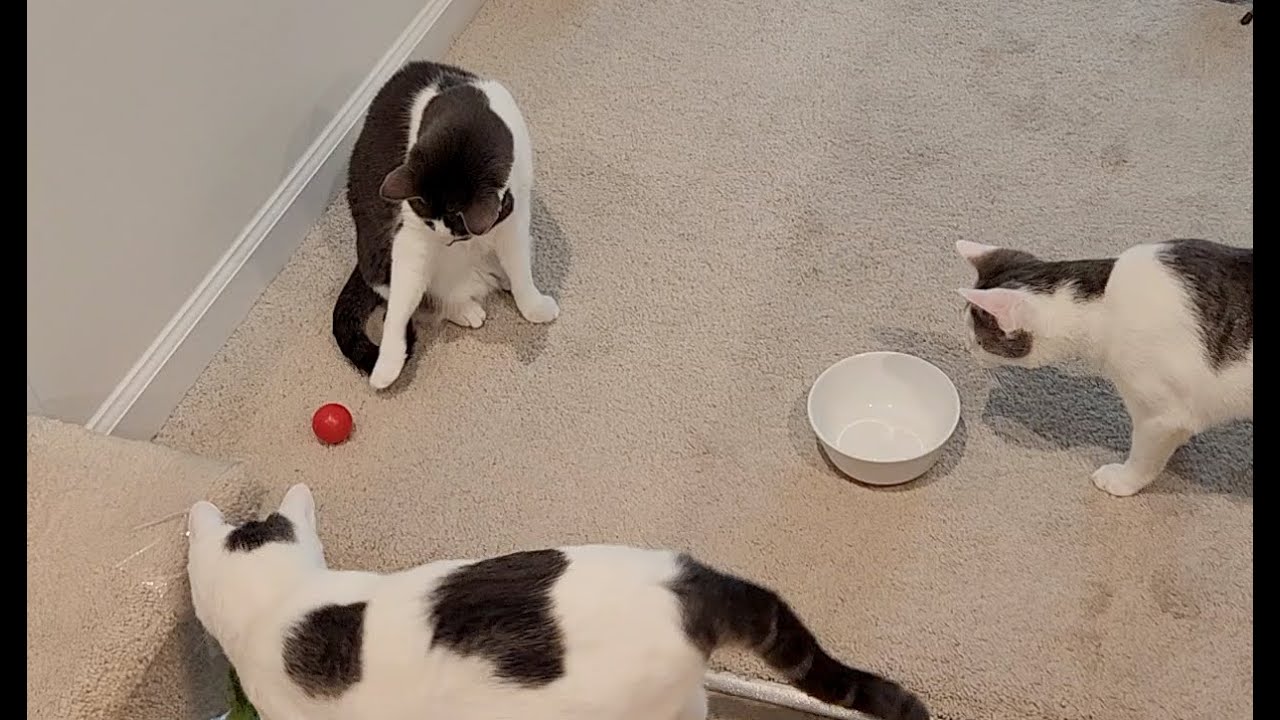 Cats Kick Ball - YouTube