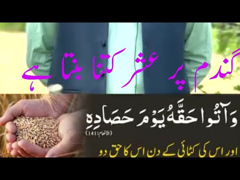 Gandam par ushar kitna banta hai#Usher on wheat#گندم پر عشر - YouTube