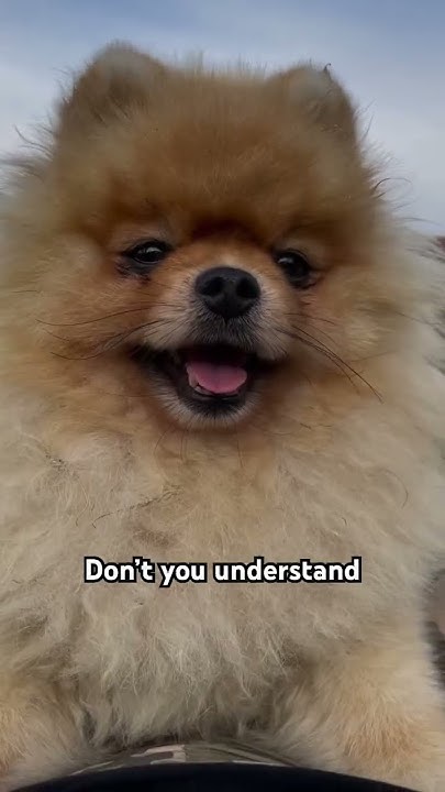 I love you, hooman! ️ #dog #doglover #dogs #dogshorts #dogvideos #pets ...