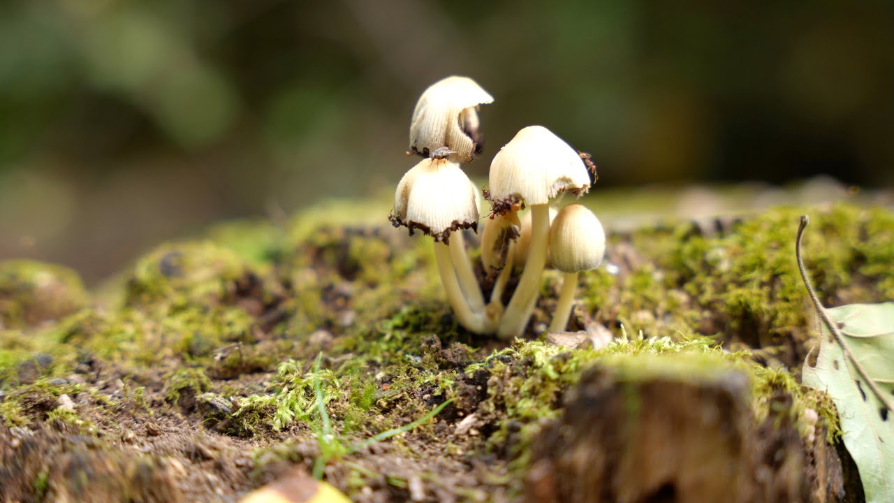 Ann Arbor 4K - Sony α7iv - Creative Nature Video - End of Summer - Ryan ...