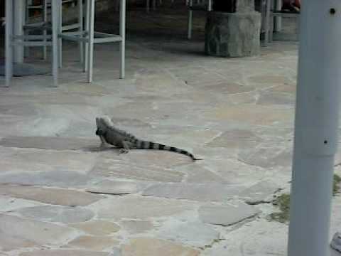 THE FAMOUS ALOE MAN - YouTube