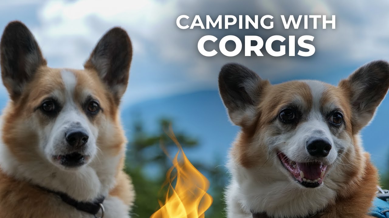 Camping with Corgis - Archer and Griffin Explore the White Mountains ...
