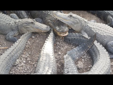 Alligator LIVE Feeding!! 100 Gators! - YouTube
