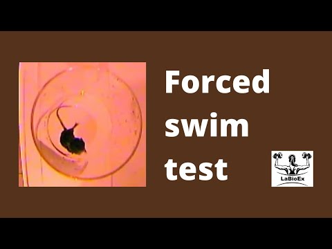 Forced swim test - YouTube