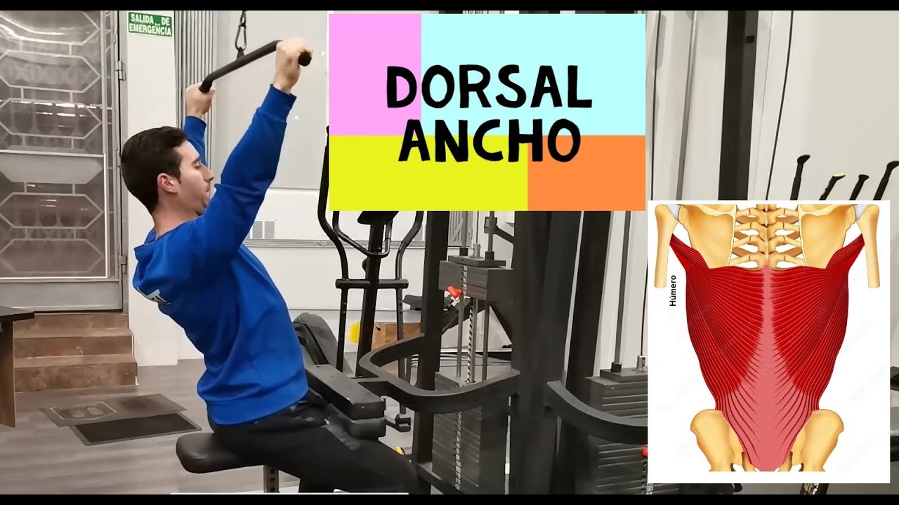 Dorsal Ancho : Funciones, descripción, ejercicios y consejos. - YouTube