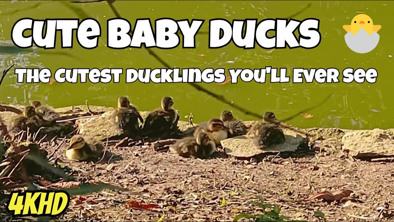 The Cutest Baby Ducks You'll Ever See - YouTube