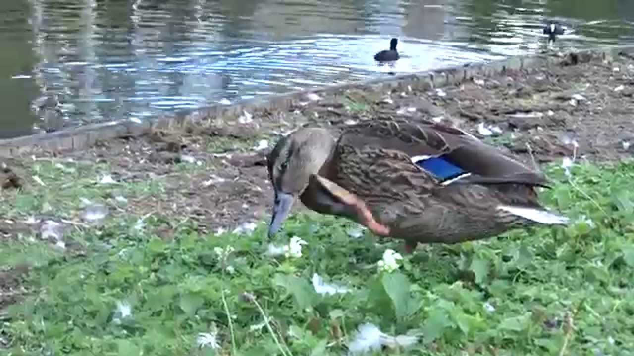 Duck having a scratch - YouTube