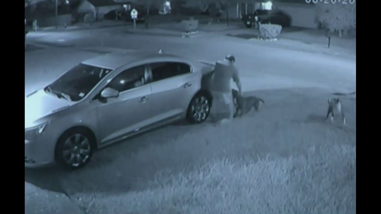 Man in critical condition after being attacked by 2 loose pit bulls in ...