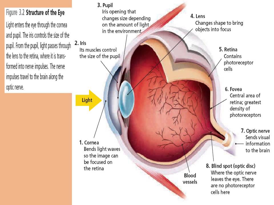 Sen Percep I Week 6 - YouTube