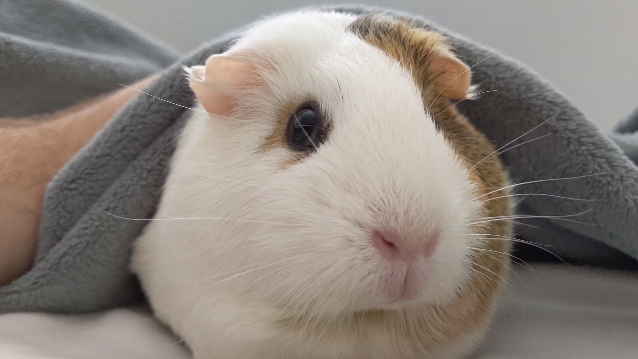 Can you win this guinea pig staring contest? - YouTube