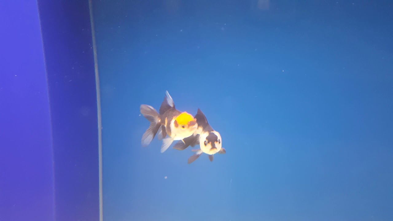 Butterfly Oranda - YouTube