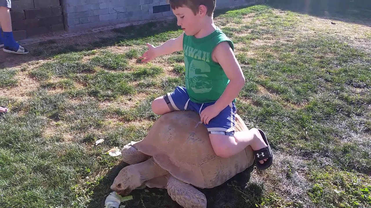 This tortoise takes boy for a ride! - YouTube