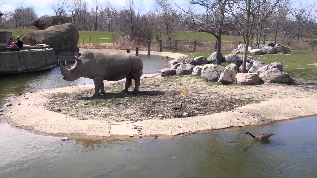 Toronto Zoo - Canadian Geese scare African Rhino - YouTube
