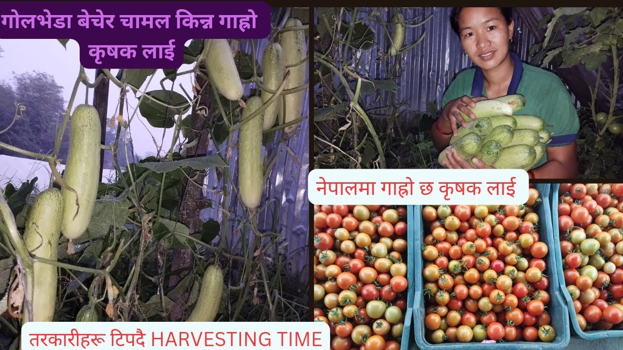 Harvesting Time।। Tomato।। cucumber।। Cultivation in Nepal।।Agriculture ...