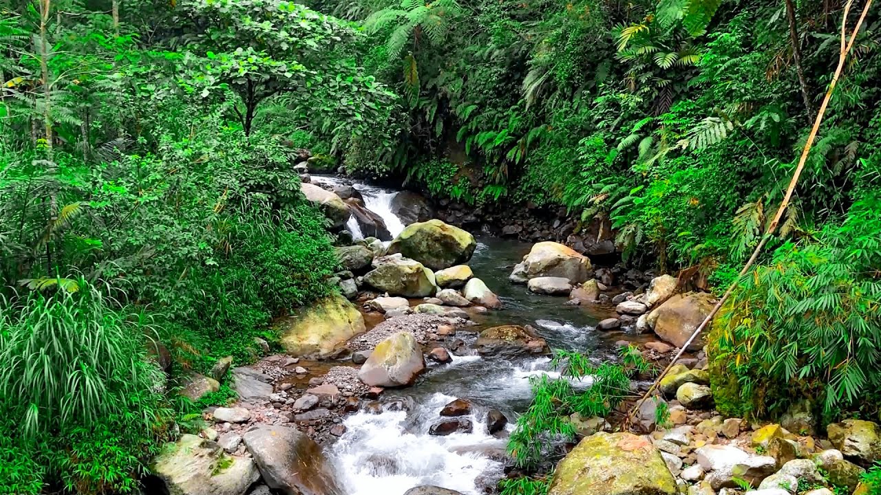 Peacefull Forest Atmosphere - Birds Chirping and Babbling Brooks - YouTube