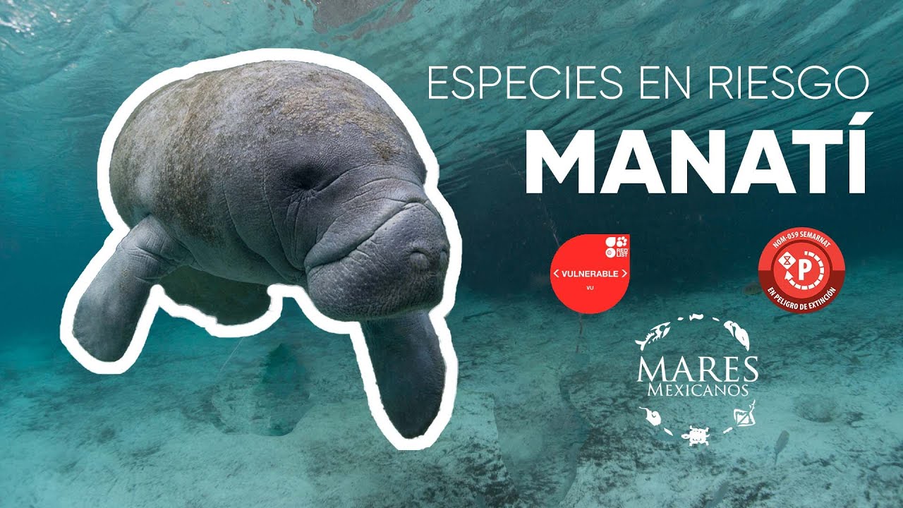 El Manatí llegó a ser una fuente de alimentación importante en el ...