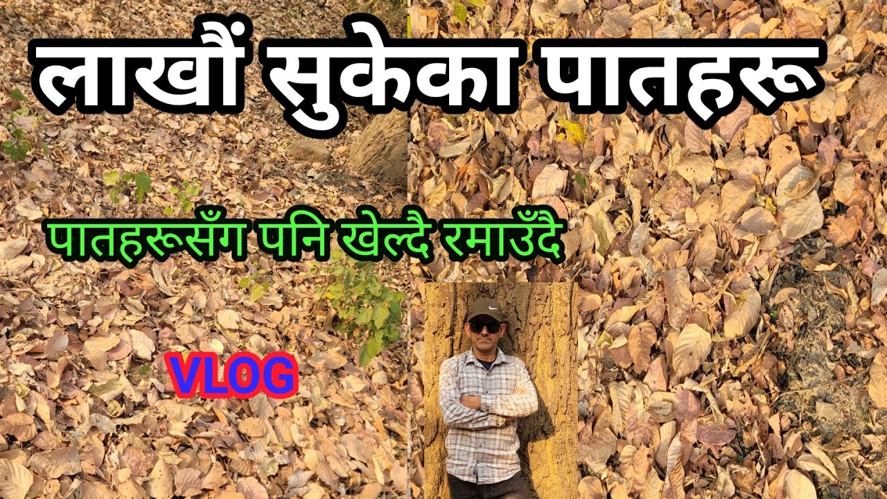 Sukaya ko Pat haru sanga ramaudai | Vlog video | Tree leaves - YouTube