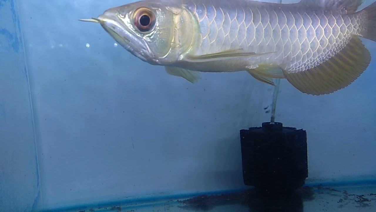 Blue Base Arowana in Chennai. - YouTube