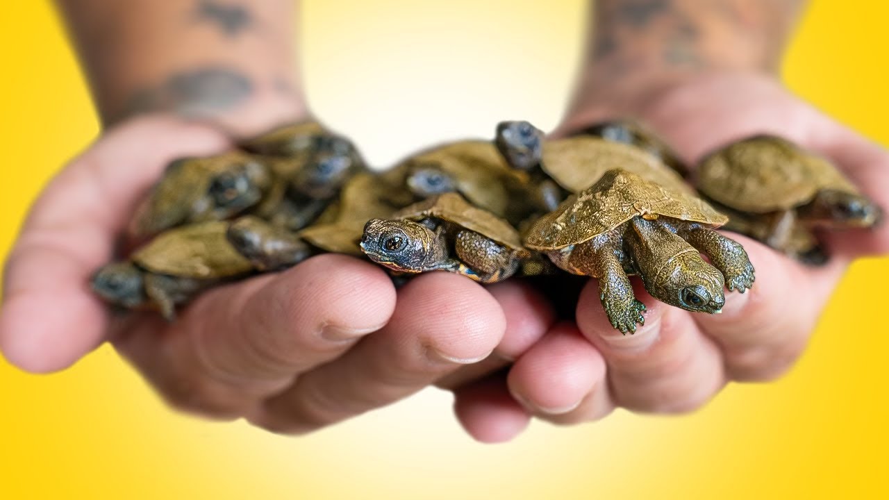 Baby Turtles are Growing Up at Garden State Tortoise! - YouTube
