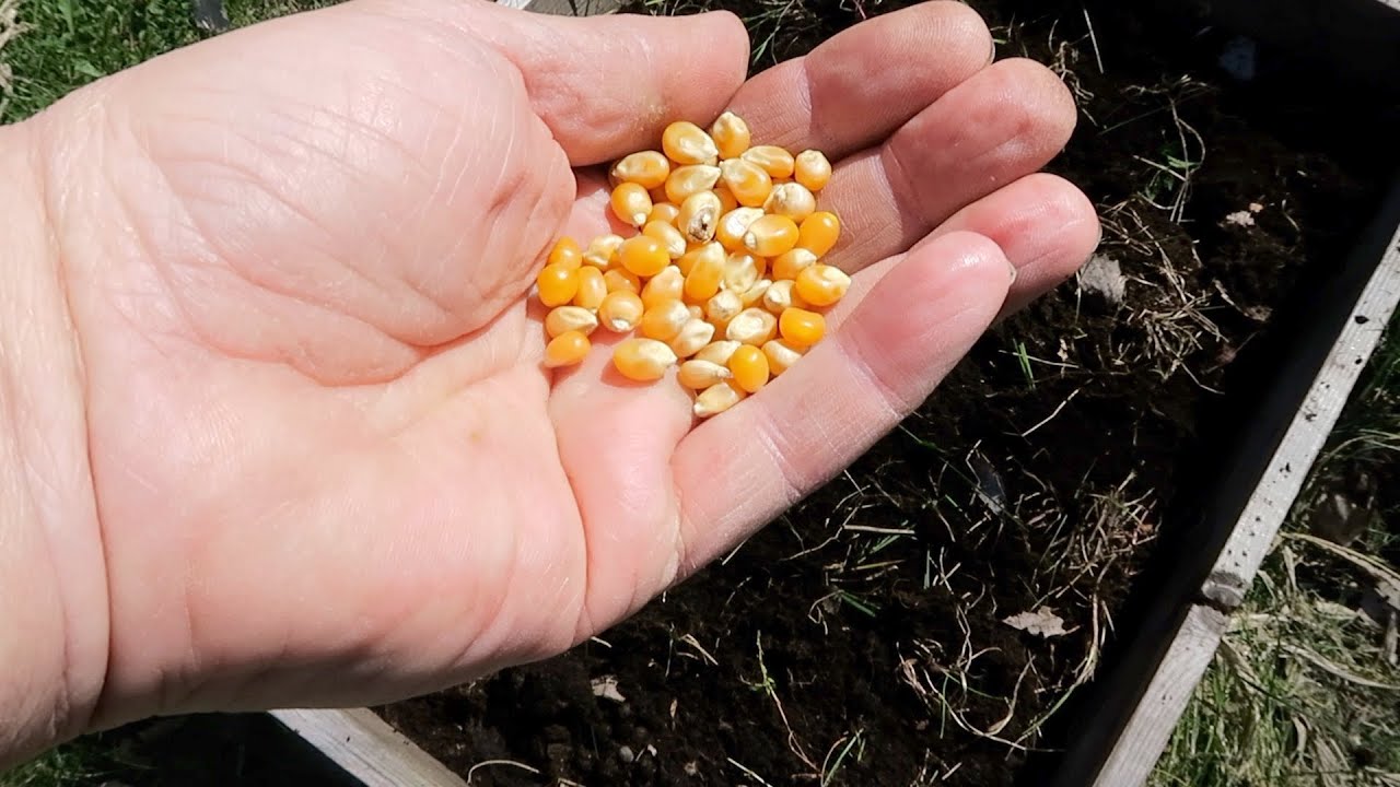 Dags att plantera popcorn - YouTube