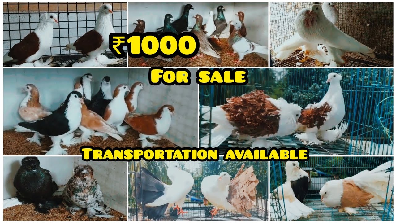 Fancy Pigeon Farming in india | Top Quality Fancy Pigeon | Fancy ...