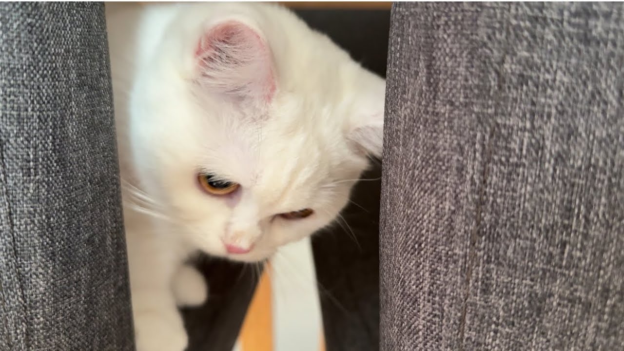 Cat diary^^~QQ 12th - YouTube