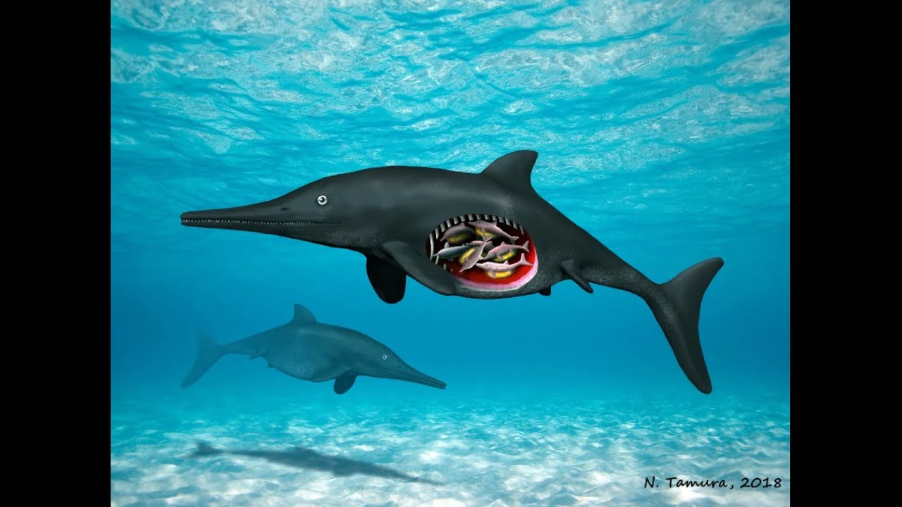 Ichthyosaur Embryos - YouTube
