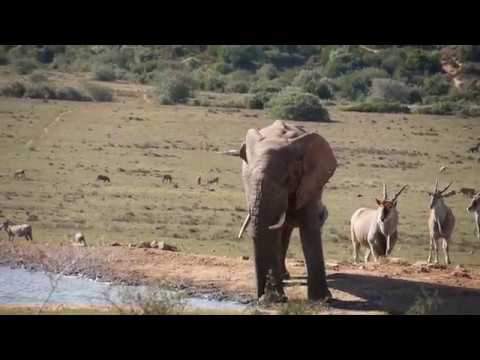 The African Elephant; Conserving a Keystone Species of the World - YouTube