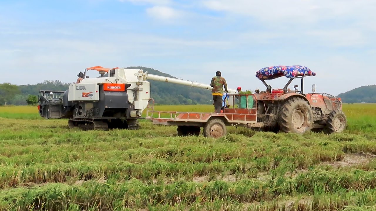 Rice Harvesting Machine With Partner Tractor Transport Rice ...