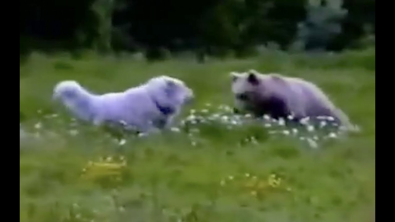 Great Pyrenees dogs vs brown bear (French Pyrenees) - YouTube