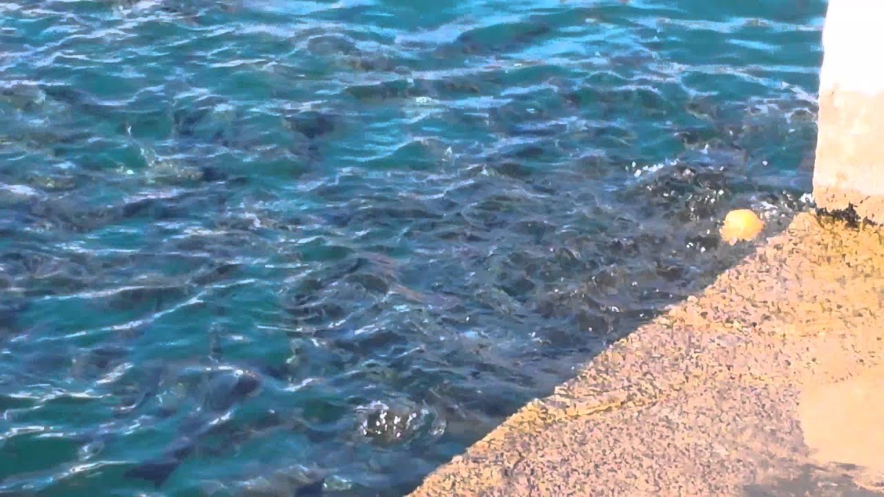 Malaga fish - YouTube