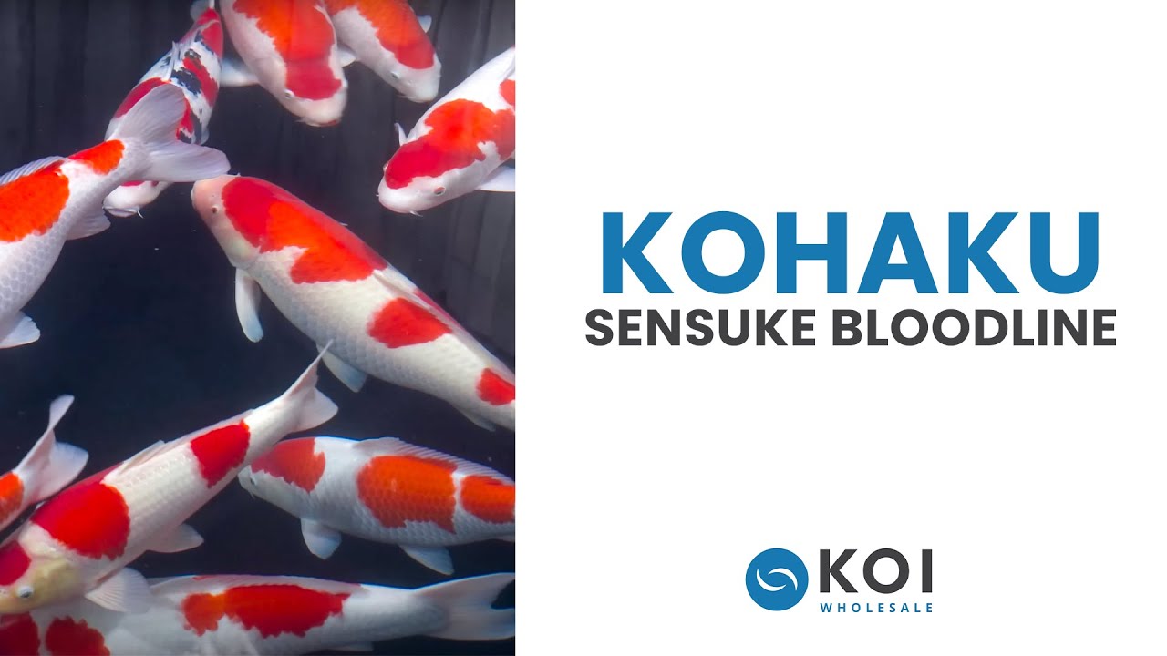 A Walk Through History: The Evolution of Kohaku Sensuke Bloodline - YouTube