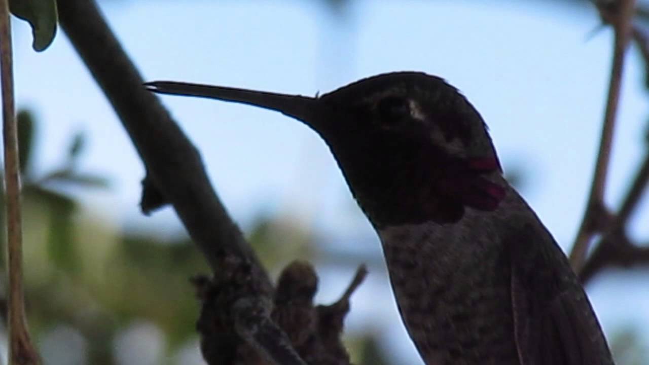 Anna's Hummingbird Singing - YouTube