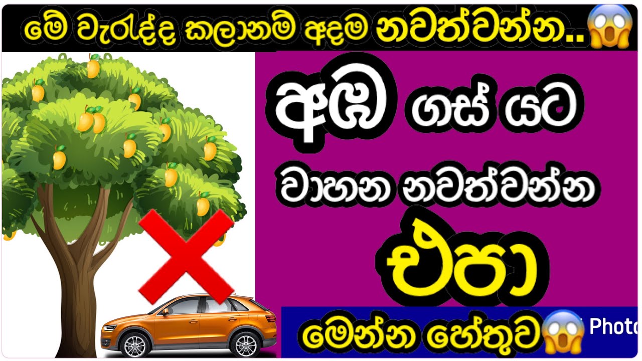 කිසිදිනක අඹ ගස් යට වාහන නවත්තන්න එපා මෙන්න හේතුව..dont park your ...