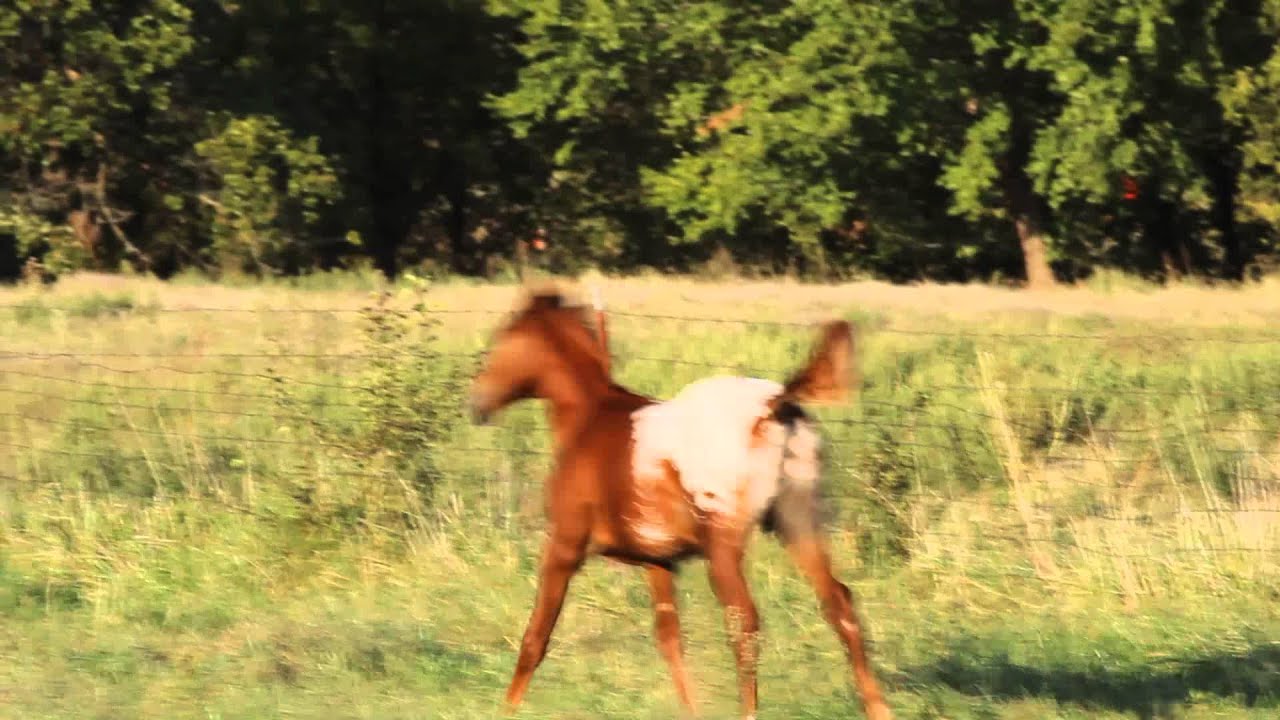 Red Araloosa colt for sale - YouTube