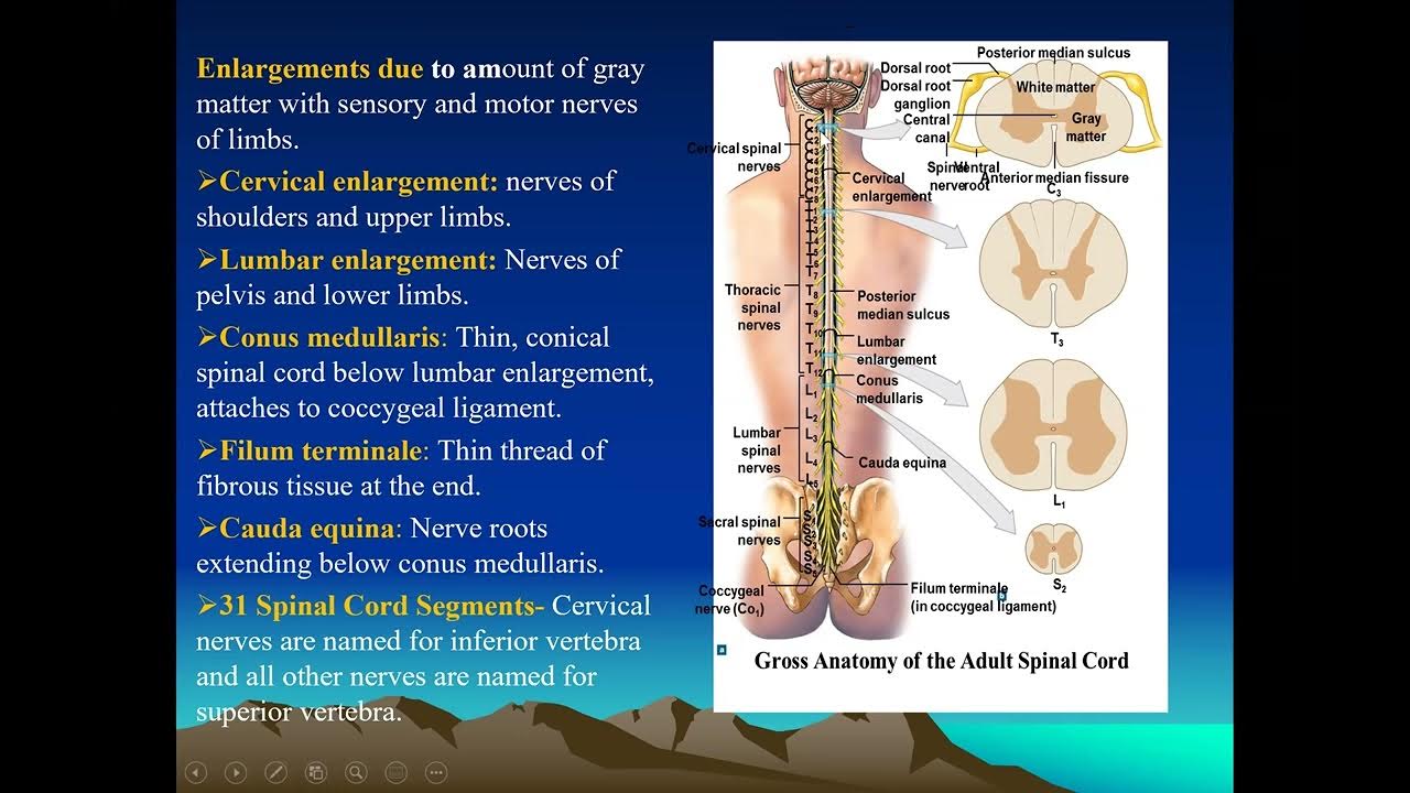 Spinal Cord Main Points Lecture - YouTube