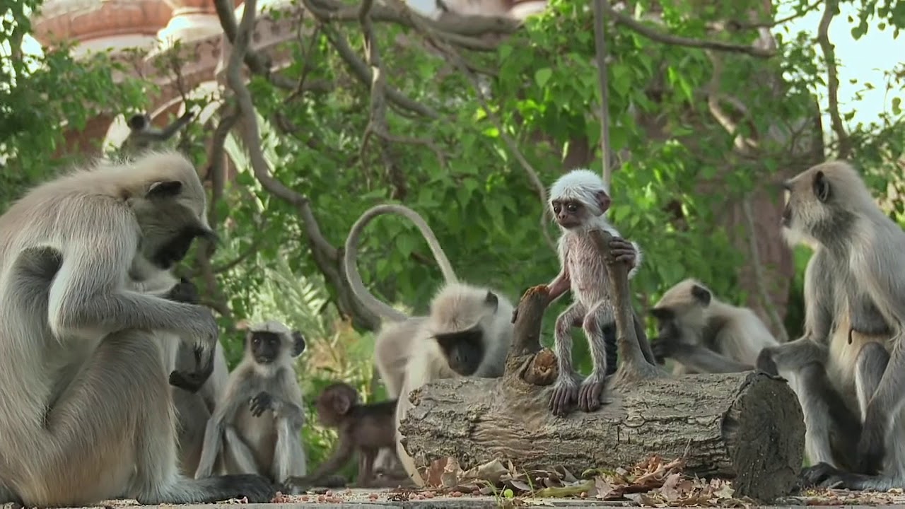 The real humanitie and something to lern from animals@huminity# ...