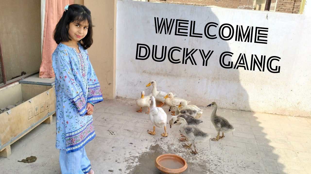 Welcome To The New Ducky Gang In Mini Zoo / Upgraded 3.0 - YouTube