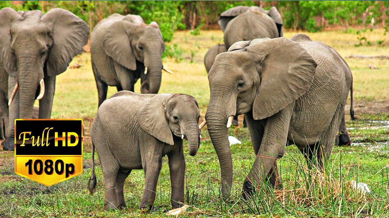 4K African Wildlife ! African Nature Showreel 2021 ! African Animals ...