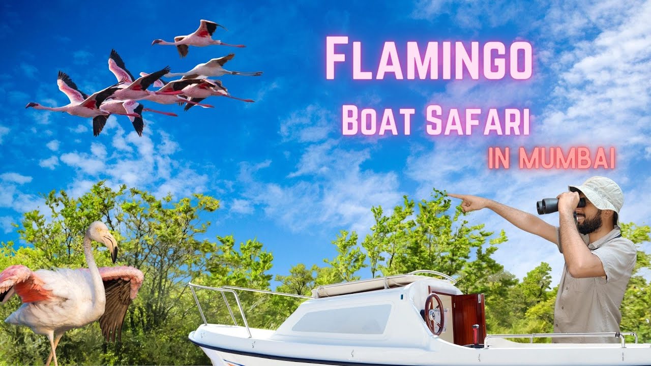 Flamingo Boat Safari in Mumbai with THE TERN TRAVELLERS - YouTube