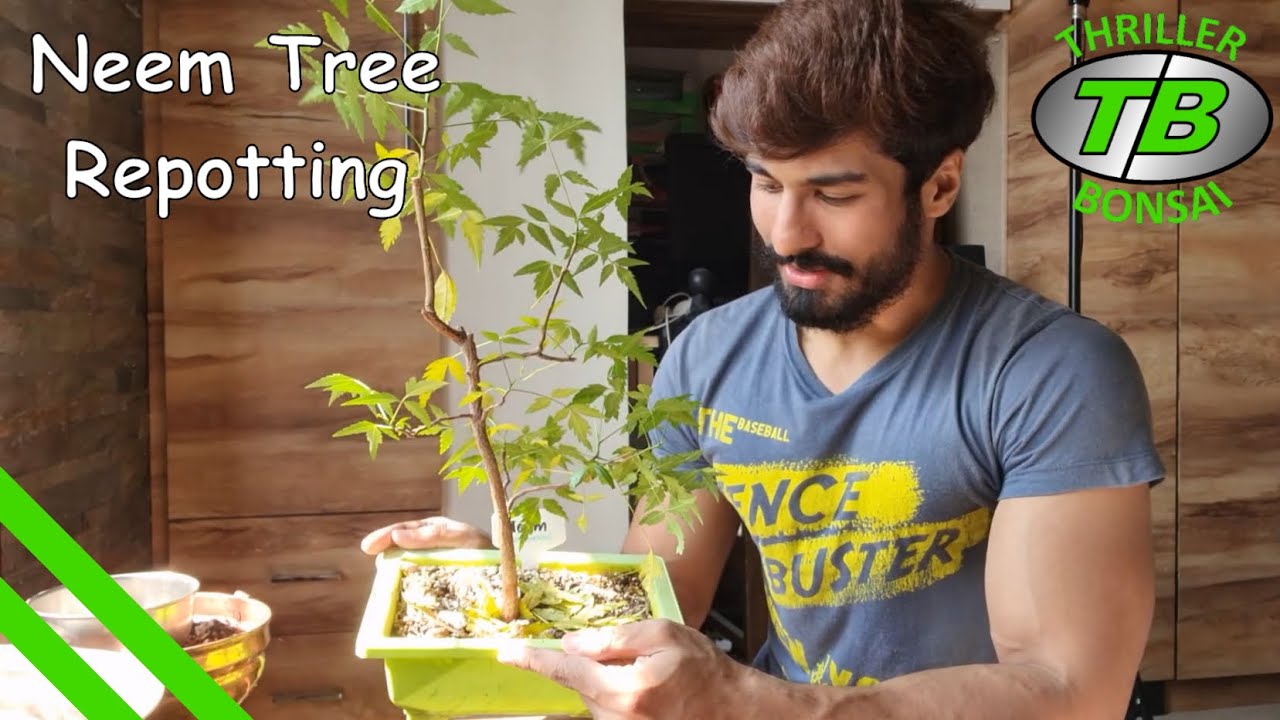 Neem Tree - Repotting Dec 2020 - YouTube