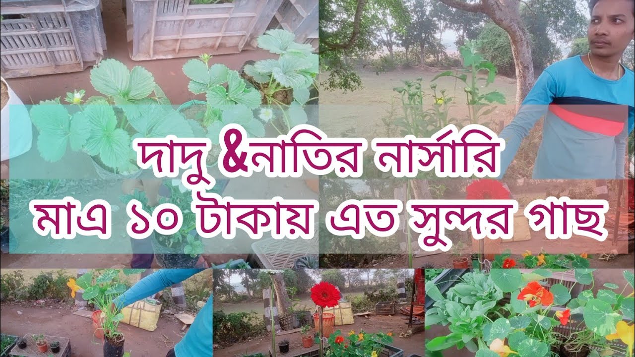 Nh 60 হাইওয়ের পাশে একটি ভাম্যমান গাছের নার্সারি।। - YouTube