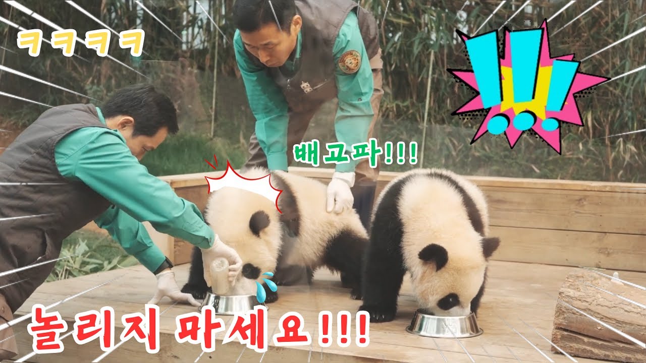 강바오는 후이바오가 우유를 마시지 못하게 막으려 합니다 😂😂😂 후이바오가 비명을 지르고 있어요 너무 배고파요 놀리지 마세요 🤣🤣🤣 Youtube