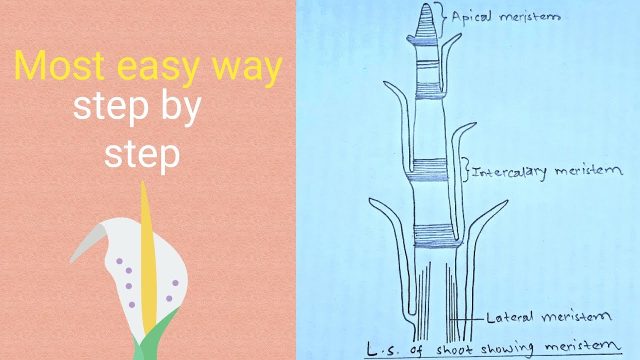 How to draw meristematic tissue #Easy way #Step by step - YouTube