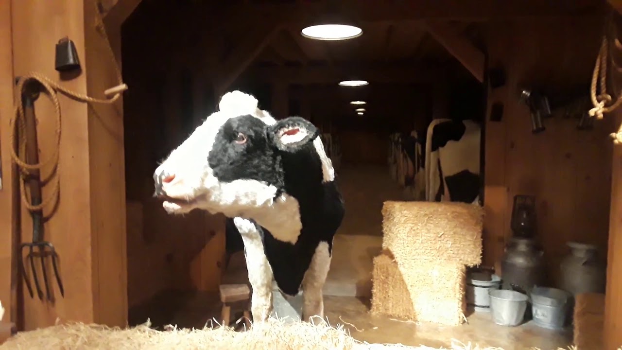 The Billy Graham Library - Talking Cow - YouTube