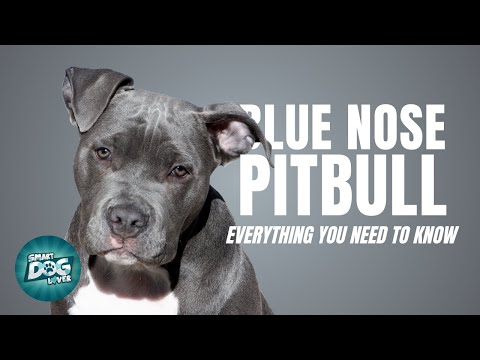 Blue Nose Pitbull | Dogs 101 - Blue Nose Pitbull Puppies to Adults