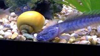 Violet Goby Care