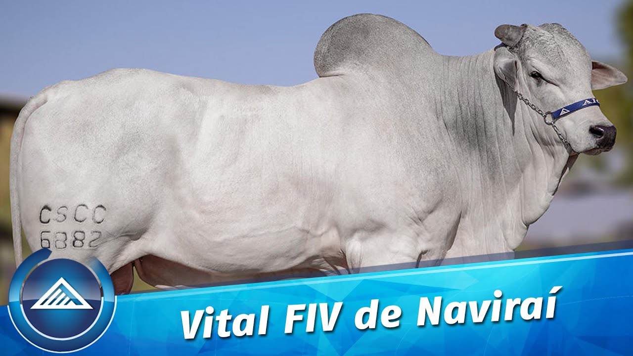 Vital FIV de Naviraí - YouTube